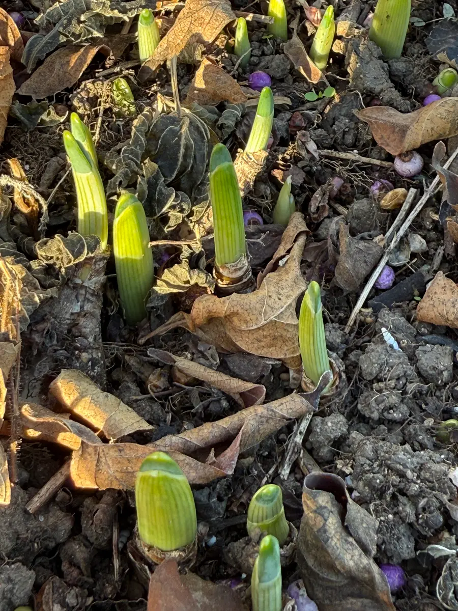 水仙の芽｜園芸日記by真深｜みんなの趣味の園芸｜1404524