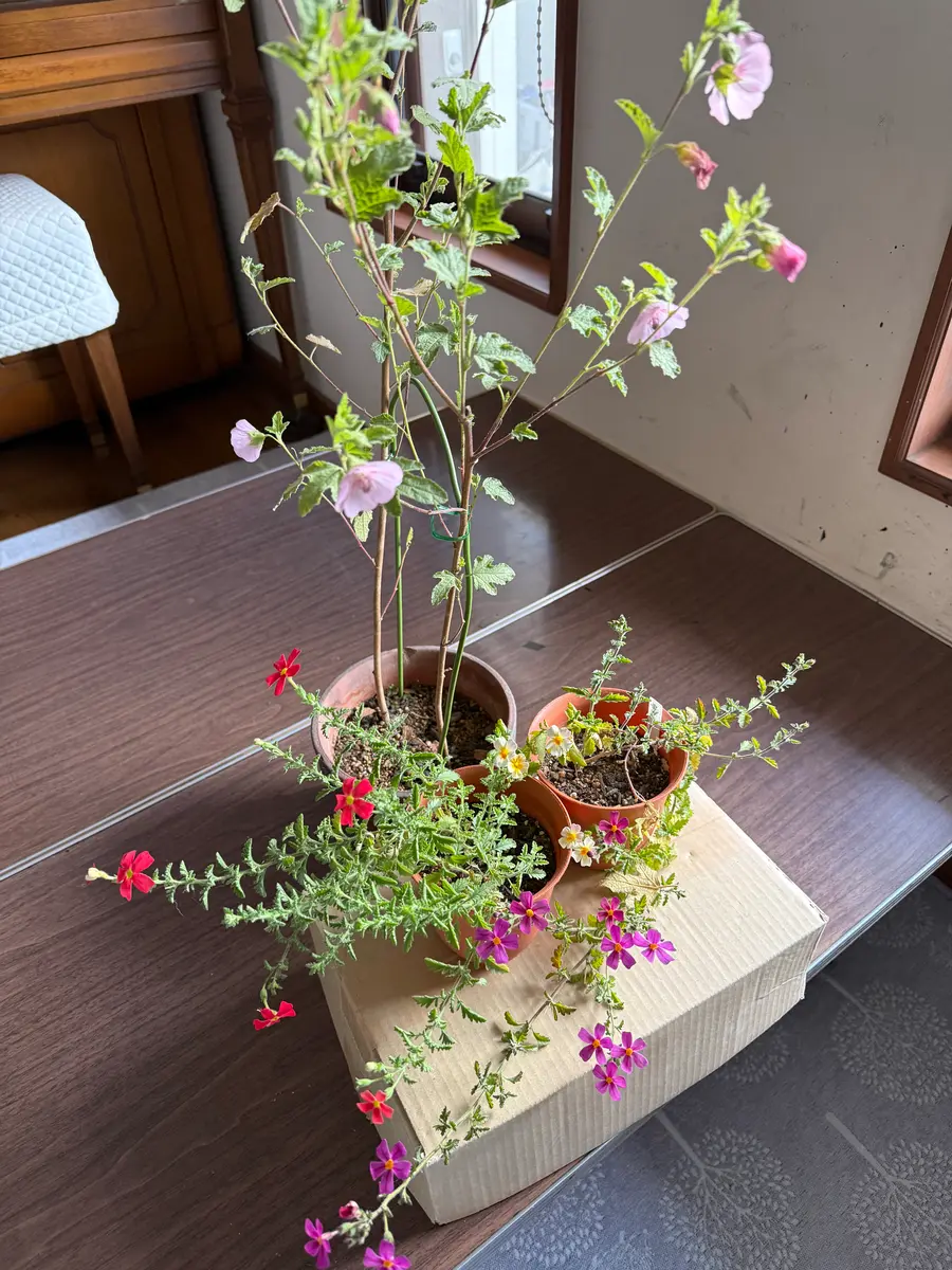 水仙の芽｜園芸日記by真深｜みんなの趣味の園芸｜1404524