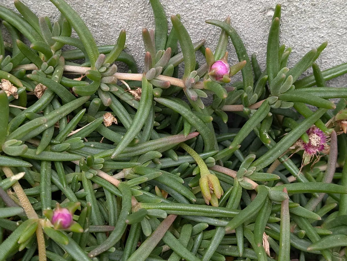 マツバギク🥰｜園芸日記byきるり｜みんなの趣味の園芸｜1404914