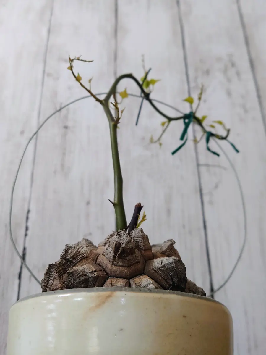 年の初めは亀甲竜さん。｜園芸日記byPlantskafka｜みんなの趣味の園芸｜1407672