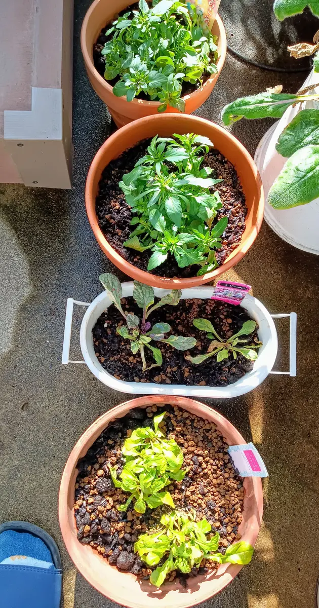 昨年はお世話になりました。｜園芸日記byちゃんえみ｜みんなの趣味の園芸｜1407735