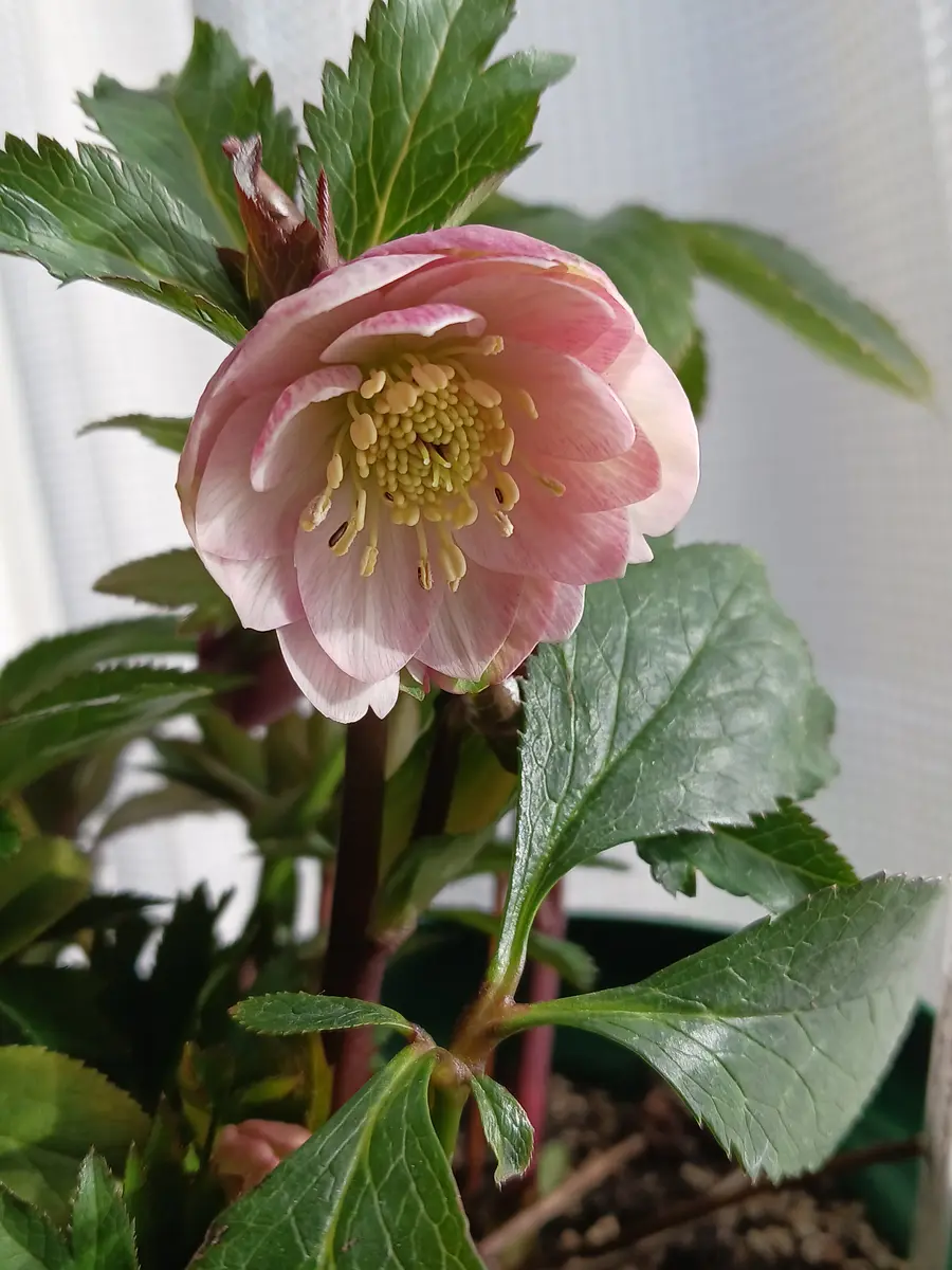 桜色🌸で開花 ｜園芸日記byはーのん｜みんなの趣味の園芸｜1412015