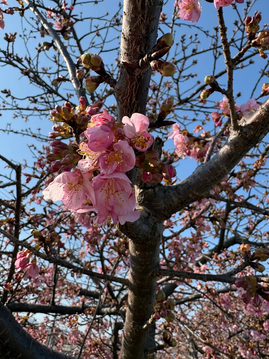 河津桜に行ってきた∧('Θ')∧｜園芸日記byyoshie1965｜みんなの趣味の園芸｜1419470