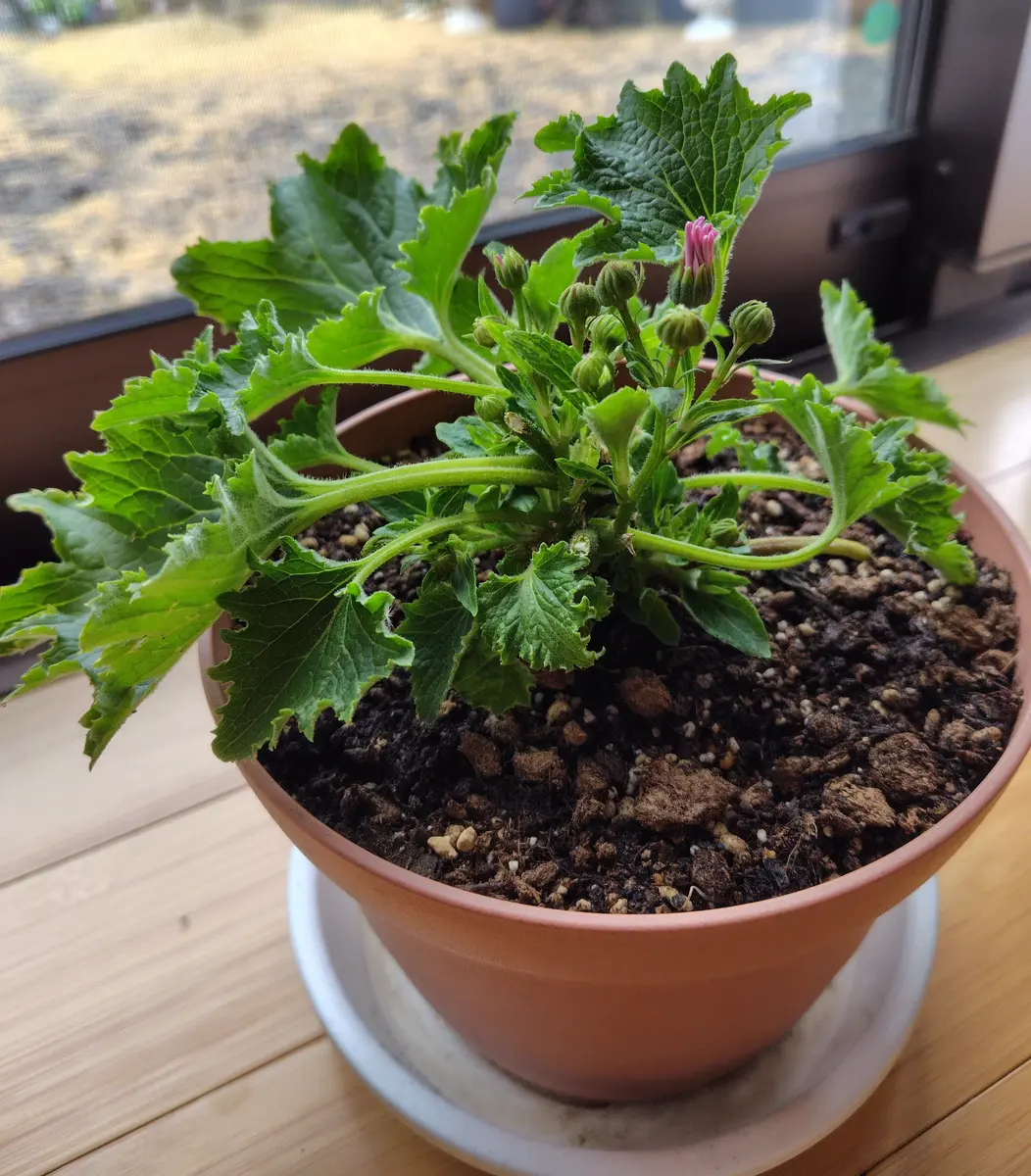 植物の生命力って凄いですね😊｜園芸日記bysnoosa｜みんなの趣味の園芸｜1422762