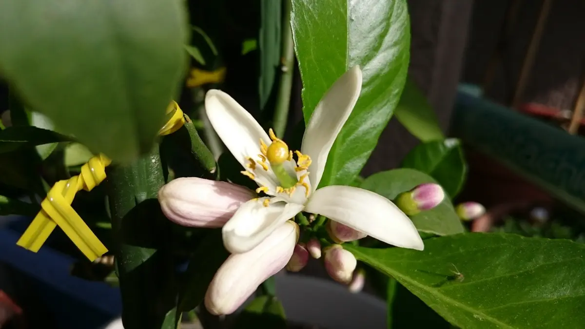 レモンの開花に小躍り中|園芸日記byよしの|みんなの趣味の園芸 レモンの開花に小躍り中|園芸日記byよしの|みんなの趣味の園芸