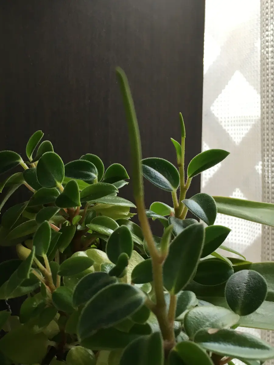ペペロミア🌿|園芸日記bymilmil|みんなの趣味の園芸|433638 ペペロミア🌿|園芸日記bymilmil|みんなの趣味の園芸|433638