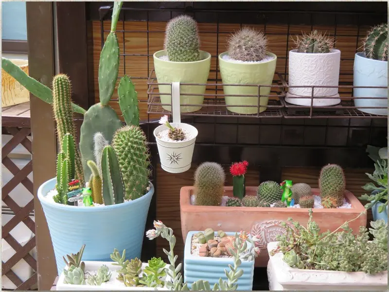 🌵サボテンの寄せ植え🌵|園芸日記byロッキー|みんなの趣味の 🌵サボテンの寄せ植え🌵|園芸日記byロッキー|みんなの趣味の