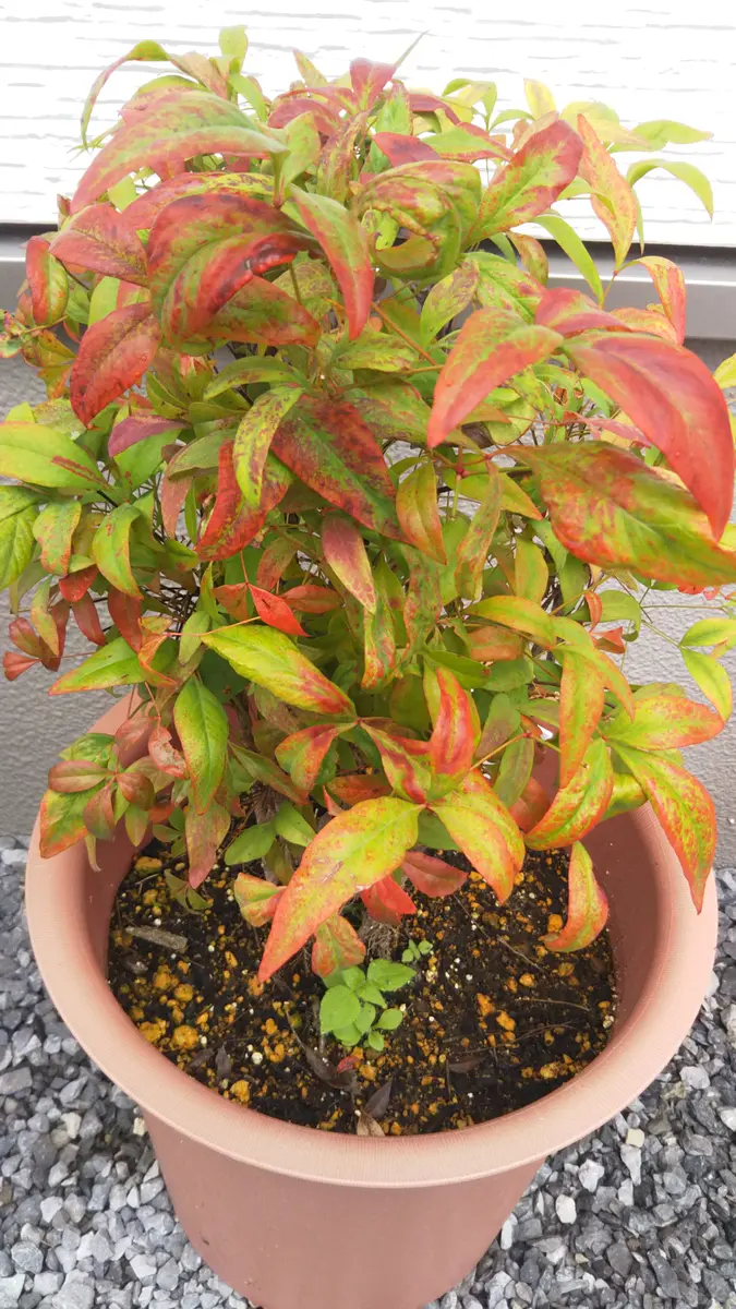 もともと植えてあった、草木低木類の移植|園芸日記byフラワー もともと植えてあった、草木低木類の移植|園芸日記byフラワー