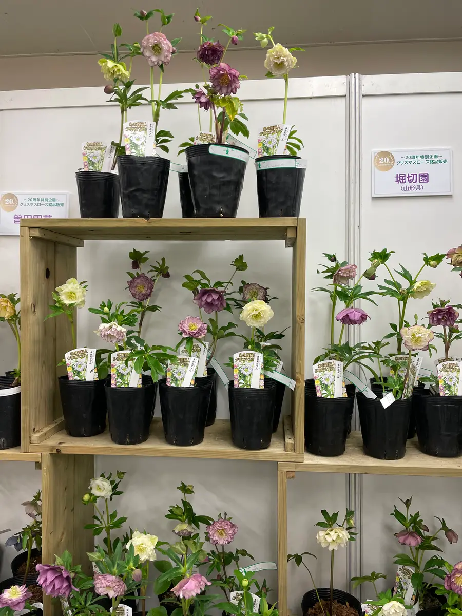 半額!お客さんが少なくて〜!クリスマスローズ展(4)|園芸 半額!お客さんが少なくて〜!クリスマスローズ展(4)|園芸