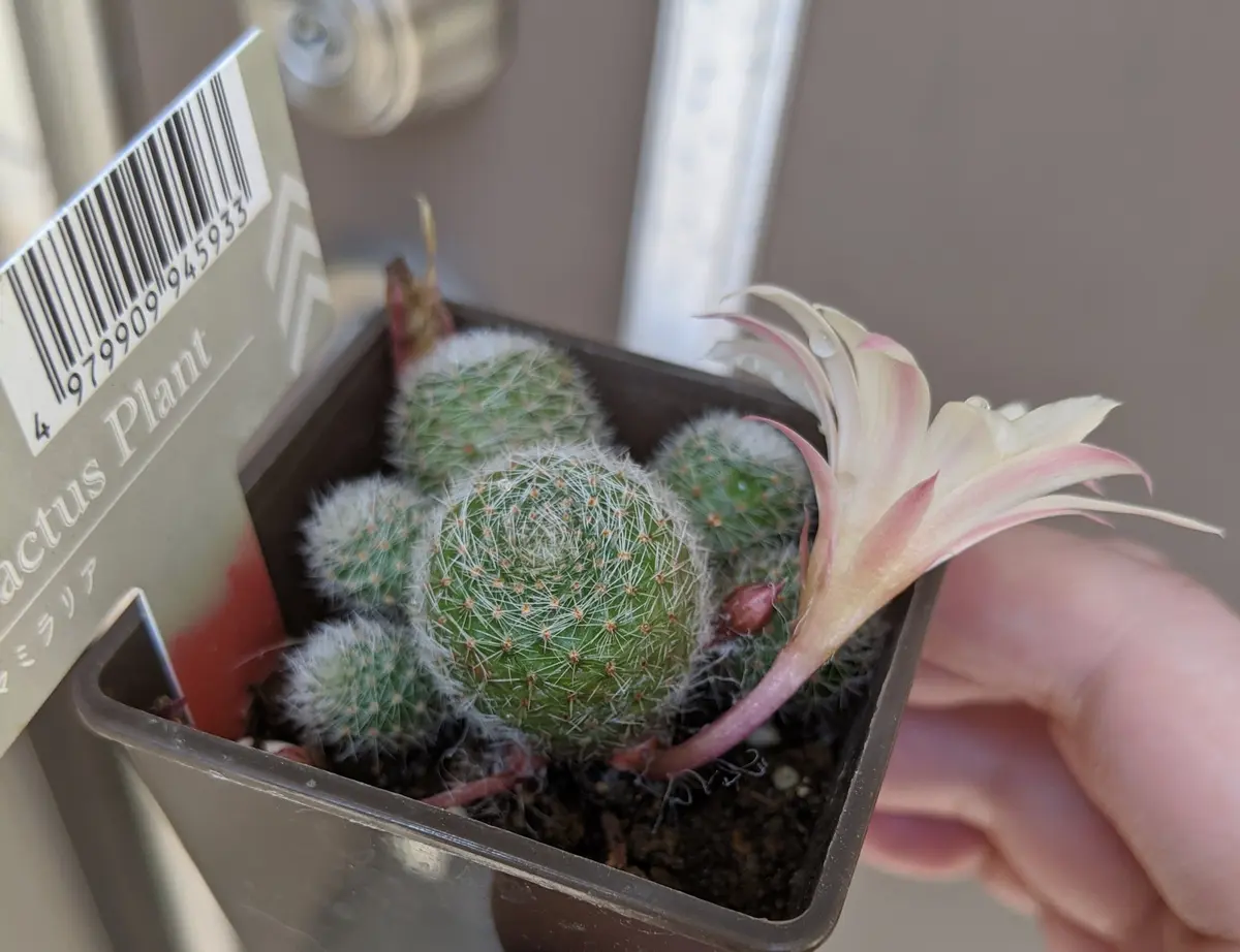 このサボテンの品種を教えてください。昨年の5月頃、花が終わ このサボテンの品種を教えてください。昨年の5月頃、花が終わ