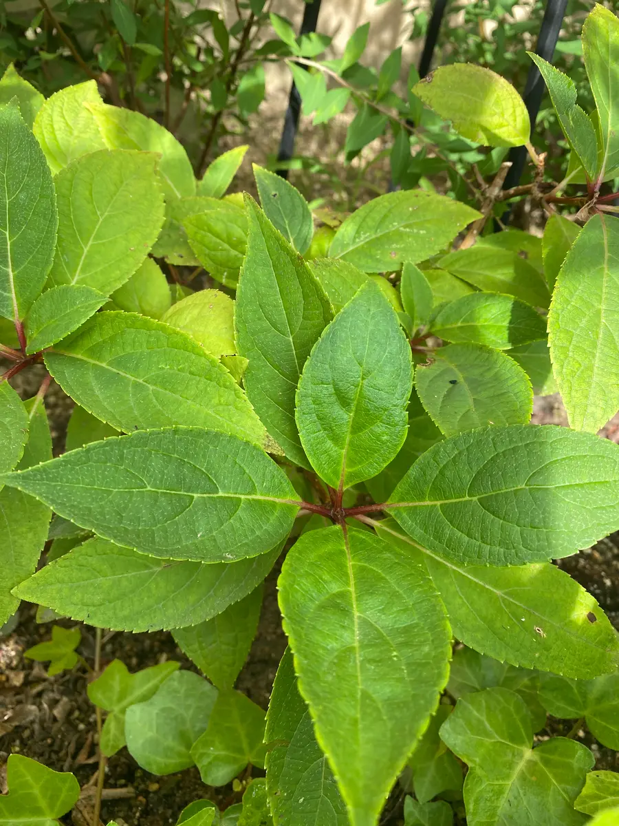去年、ピラミッド紫陽花の鉢を花後、地植えしたのですが今年花 去年、ピラミッド紫陽花の鉢を花後、地植えしたのですが今年花