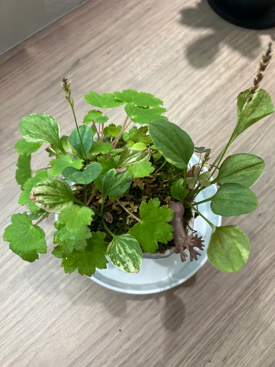夫が寄せ植えを購入してきてくれたのですが、この植物の名前が 夫が寄せ植えを購入してきてくれたのですが、この植物の名前が