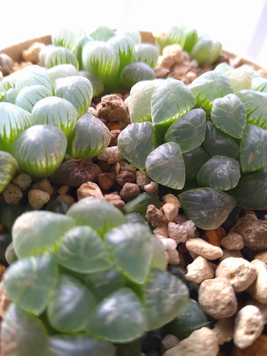 カット苗で購入した多肉植物のオブツーサが、根も出ず、次第に カット苗で購入した多肉植物のオブツーサが、根も出ず、次第に