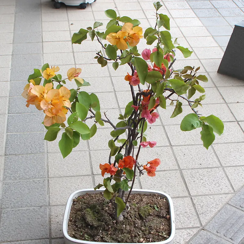 ブーゲンビレアを盆栽風に仕立ててみたい|そだレポ(栽培 ブーゲンビレアを盆栽風に仕立ててみたい|そだレポ(栽培