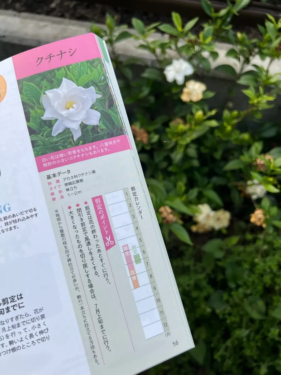 クチナシ☆八重咲き|そだレポ(栽培レポート)byまサプリ クチナシ☆八重咲き|そだレポ(栽培レポート)byまサプリ