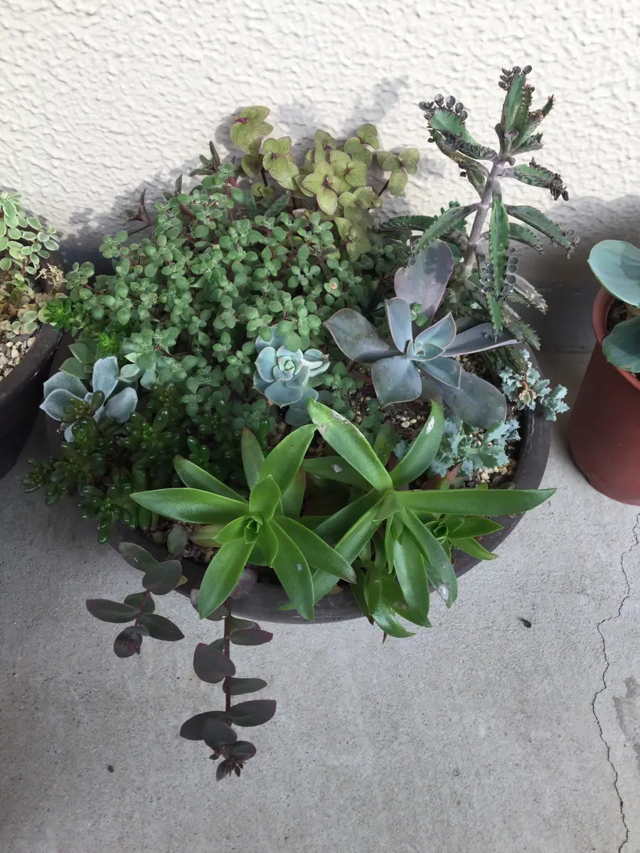 多肉植物の寄せ植え。|そだレポ(栽培レポート)byはーとねこ 多肉植物の寄せ植え。|そだレポ(栽培レポート)byはーとねこ