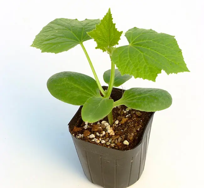 菜園計画を立てるときは連作障害を避けるプランを-みんなの趣味の園芸