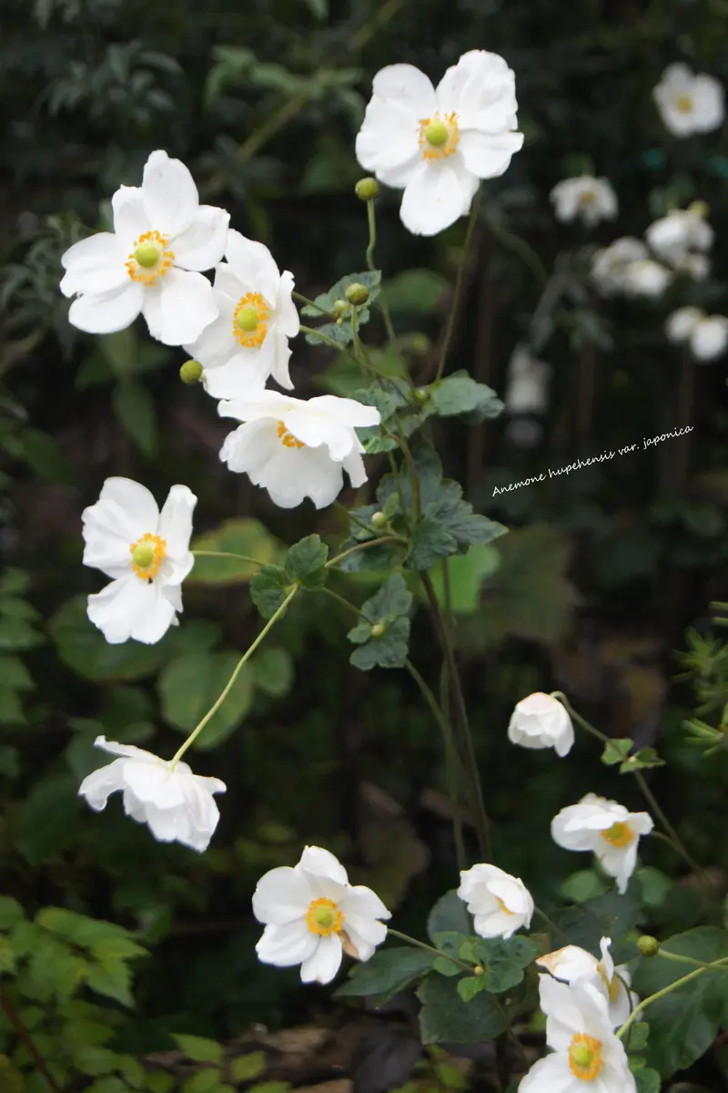 👵母のお庭のお花達・・💕 「🚗💨ちょっとそこまで・・・🌳🌼」のアルバム-みんなの趣味の園芸2555473