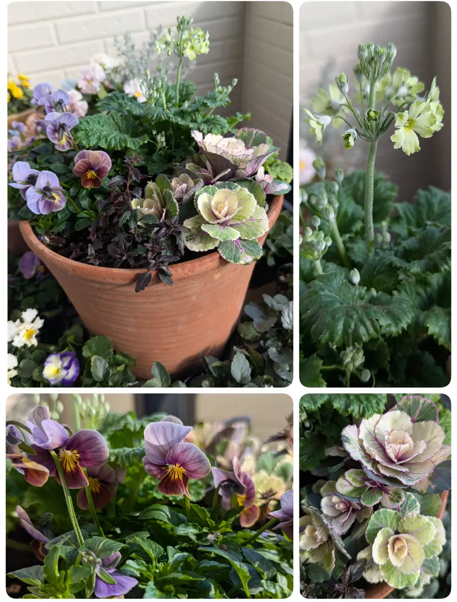 ️降るのかな・・・｜園芸日記bymimin｜みんなの趣味の園芸｜1289188