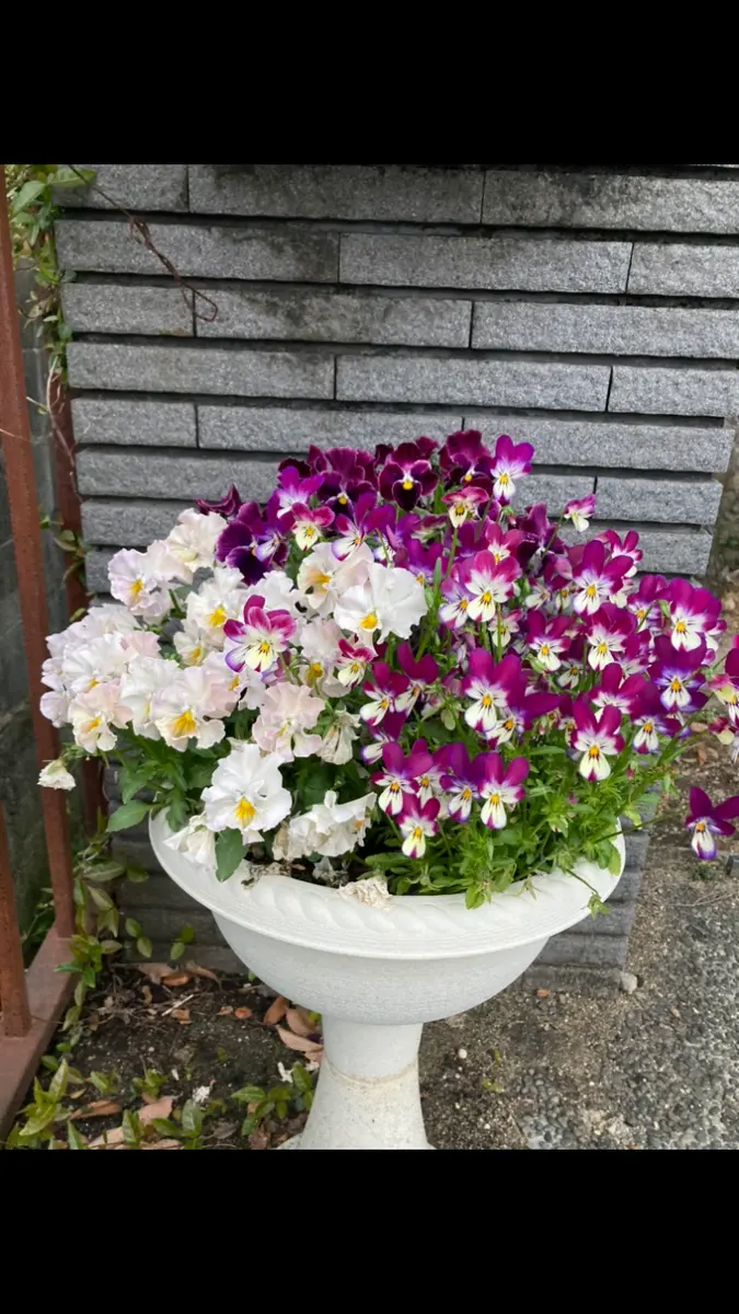 クチナシの葉、アレナリア、パンジー｜園芸日記byつゆみ｜みんなの趣味の園芸｜1320317