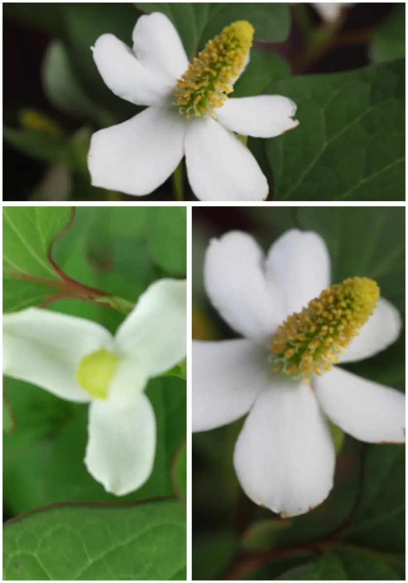 ドクダミ｜園芸日記byすてきなおじいちゃん｜みんなの趣味の園芸｜1338043