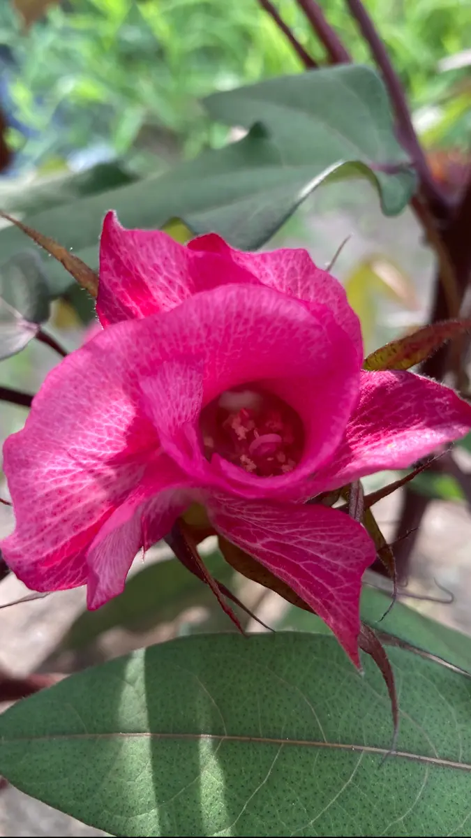 咲きましたよ〜🌺 ｜園芸日記byしろまる｜みんなの趣味の園芸｜1355712