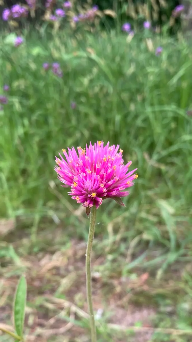 咲きましたよ〜🌺 ｜園芸日記byしろまる｜みんなの趣味の園芸｜1355712