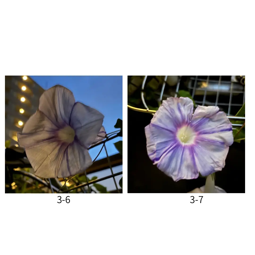 今朝の顔1-11、2-10、3-6、3-7（朝顔）｜園芸日記byはるのやよい｜みんなの趣味の園芸｜1376914