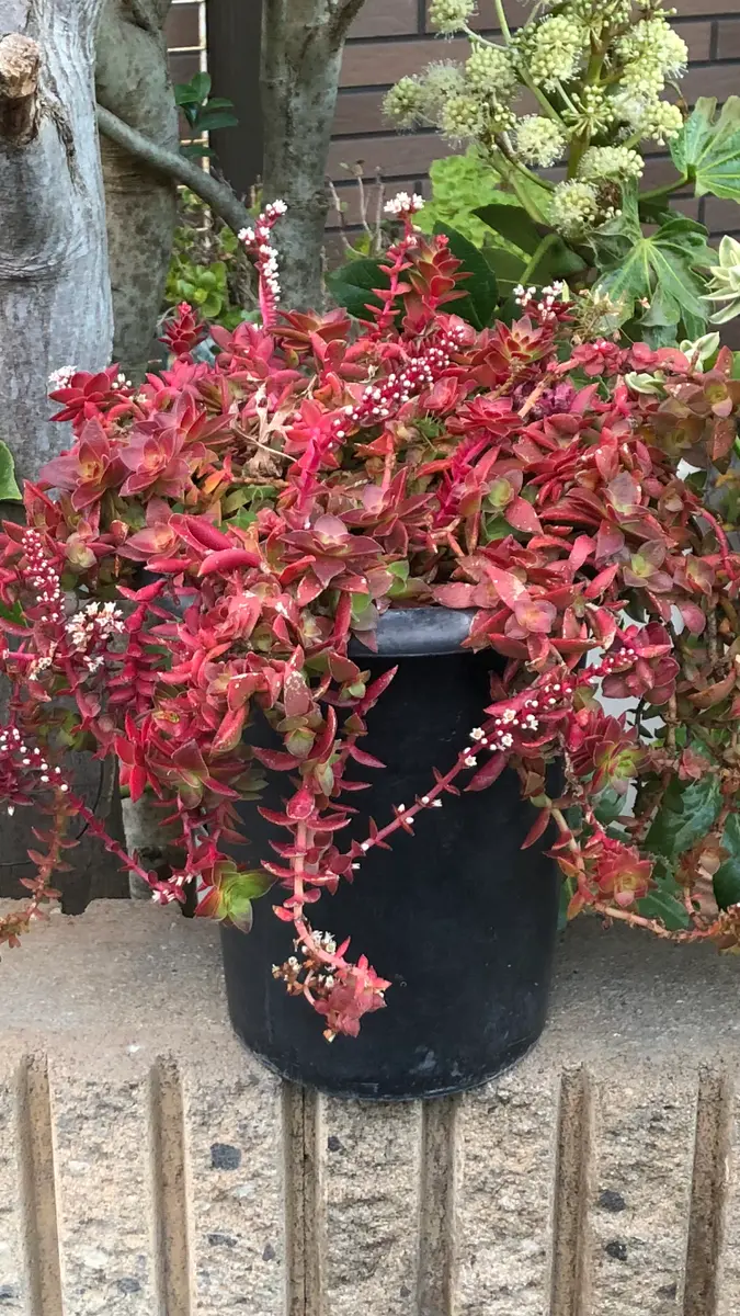 多肉植物を購入した時におまけでいただいたものなのですが、画 多肉植物を購入した時におまけでいただいたものなのですが、画