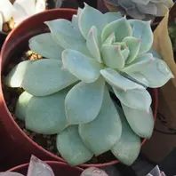 ペルシア。大きな紫の葉が目をひきます。「多肉植物」のアルバム ペルシア。大きな紫の葉が目をひきます。「多肉植物」のアルバム