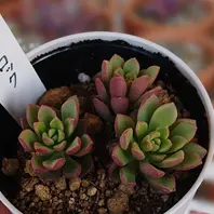 ペルシア。大きな紫の葉が目をひきます。「多肉植物」のアルバム ペルシア。大きな紫の葉が目をひきます。「多肉植物」のアルバム