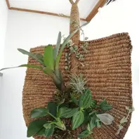 ネオレゲリアのそだレポ(栽培レポート)|植物図鑑|みんなの ネオレゲリアのそだレポ(栽培レポート)|植物図鑑|みんなの