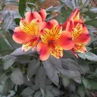 アルストロメリアの写真〔27ページ目〕|植物図鑑|みんなの趣味 アルストロメリアの写真〔27ページ目〕|植物図鑑|みんなの趣味