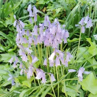 シラーとは|育て方がわかる植物図鑑|みんなの趣味の園芸(NHK シラーとは|育て方がわかる植物図鑑|みんなの趣味の園芸(NHK