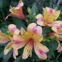 アルストロメリアの写真〔27ページ目〕|植物図鑑|みんなの趣味 アルストロメリアの写真〔27ページ目〕|植物図鑑|みんなの趣味