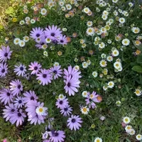 エリゲロンとは|育て方がわかる植物図鑑|みんなの趣味の園芸 エリゲロンとは|育て方がわかる植物図鑑|みんなの趣味の園芸