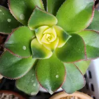 アエオニウムの写真|植物図鑑|みんなの趣味の園芸 アエオニウムの写真|植物図鑑|みんなの趣味の園芸