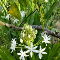 シラーとは|育て方がわかる植物図鑑|みんなの趣味の園芸(NHK シラーとは|育て方がわかる植物図鑑|みんなの趣味の園芸(NHK