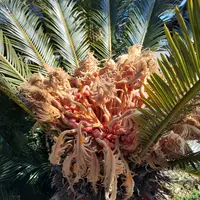 ソテツとは|育て方がわかる植物図鑑|みんなの趣味の園芸(NHK ソテツとは|育て方がわかる植物図鑑|みんなの趣味の園芸(NHK