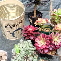 アエオニウムの写真|植物図鑑|みんなの趣味の園芸 アエオニウムの写真|植物図鑑|みんなの趣味の園芸