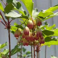 ドウダンツツジとは|育て方がわかる植物図鑑|みんなの趣味の ドウダンツツジとは|育て方がわかる植物図鑑|みんなの趣味の