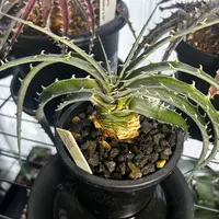 ディッキアの種類(原種、品種)|植物図鑑|みんなの趣味の園芸 ディッキアの種類(原種、品種)|植物図鑑|みんなの趣味の園芸