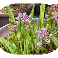 シラーとは|育て方がわかる植物図鑑|みんなの趣味の園芸(NHK シラーとは|育て方がわかる植物図鑑|みんなの趣味の園芸(NHK