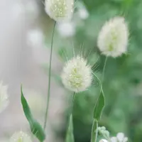 ラグラスとは|育て方がわかる植物図鑑|みんなの趣味の園芸 ラグラスとは|育て方がわかる植物図鑑|みんなの趣味の園芸