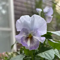 ラベンダーとアジサイ!ステキな色のコラボ❣️|園芸日記by ラベンダーとアジサイ!ステキな色のコラボ❣️|園芸日記by