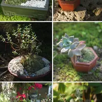 セダム・モシニアナムの基本情報・育て方|多肉植物・サボテン セダム・モシニアナムの基本情報・育て方|多肉植物・サボテン